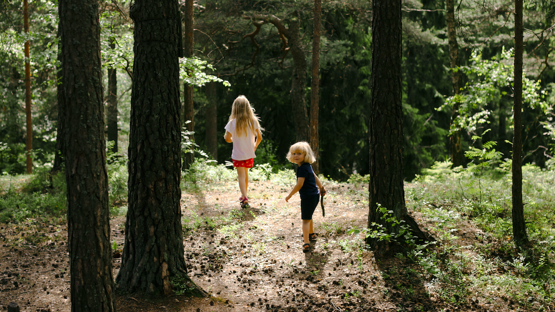 Bok i parken - Den fantastiske skogen - Vitenparken
